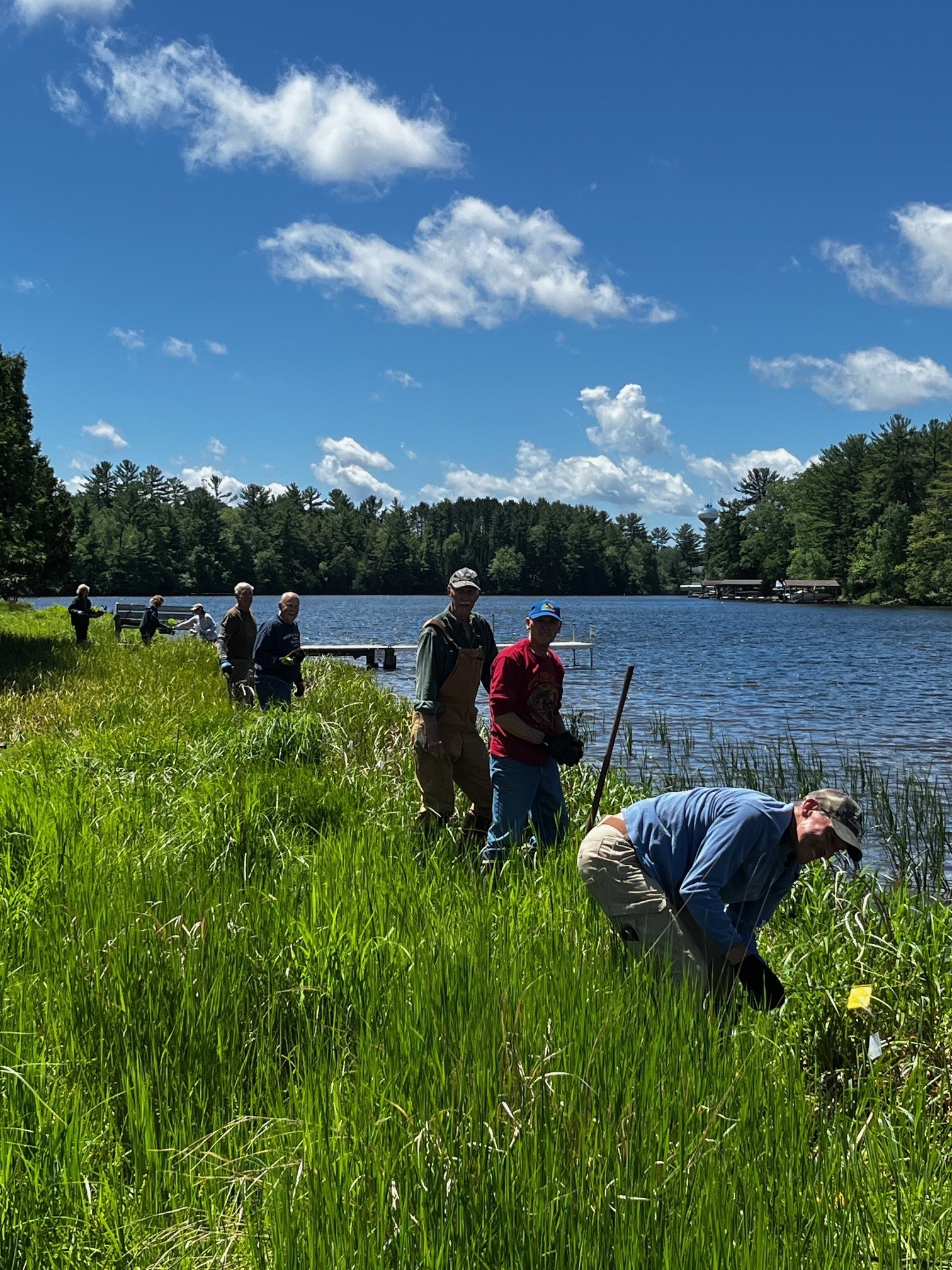 T-Docks Planting of 300 Native Plants Along the Shoreline : Eagle River ...
